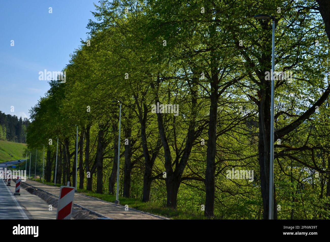 Green tree alley next to the highway near which the pedestrian walkway ...