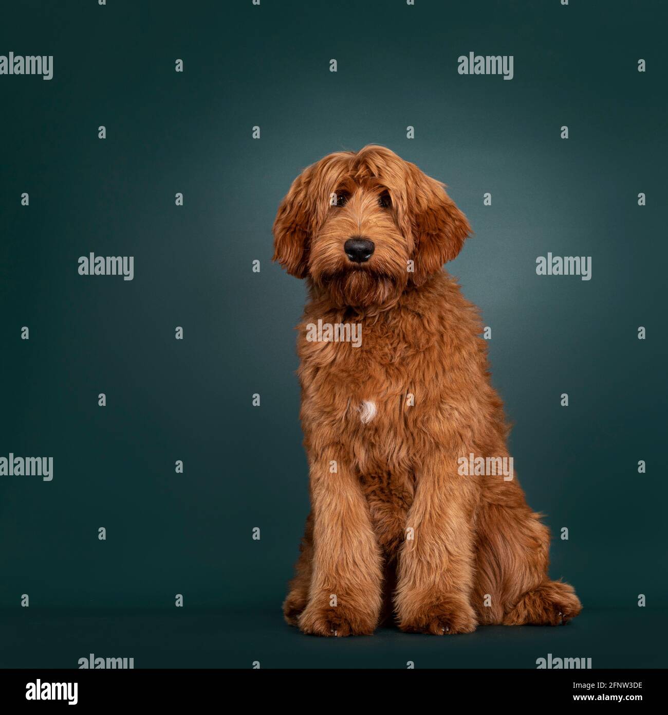 Handsome red Cobberdog aka Labradoodle dog, sitting up facing front ...