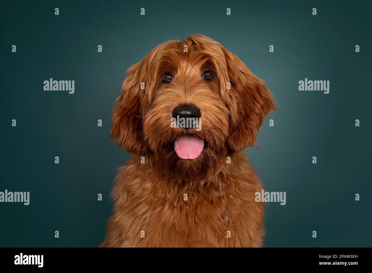 Head shot of handsome red Cobberdog aka Labradoodle dog, sitting up ...