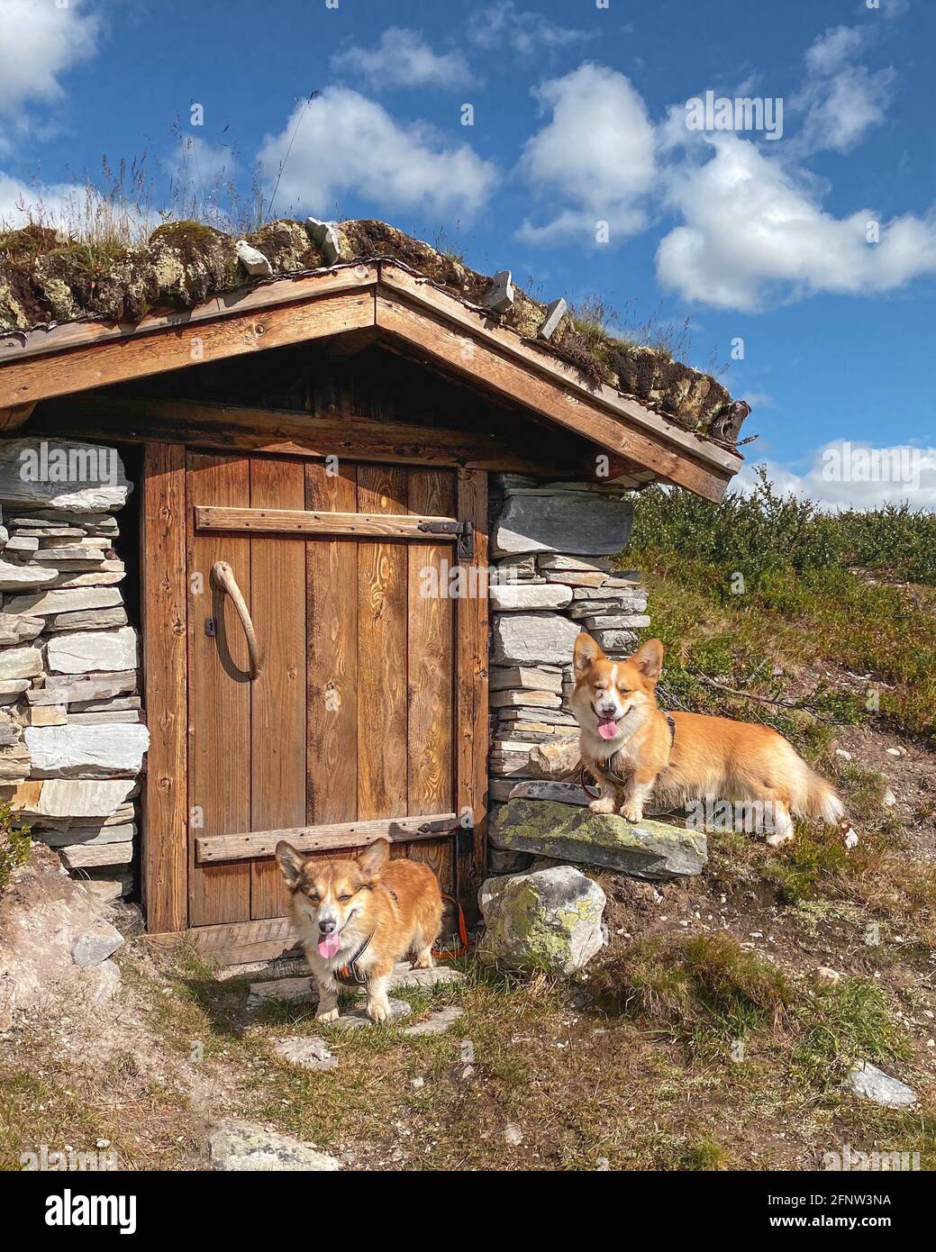 Corgi mountains hi-res stock photography and images - Alamy