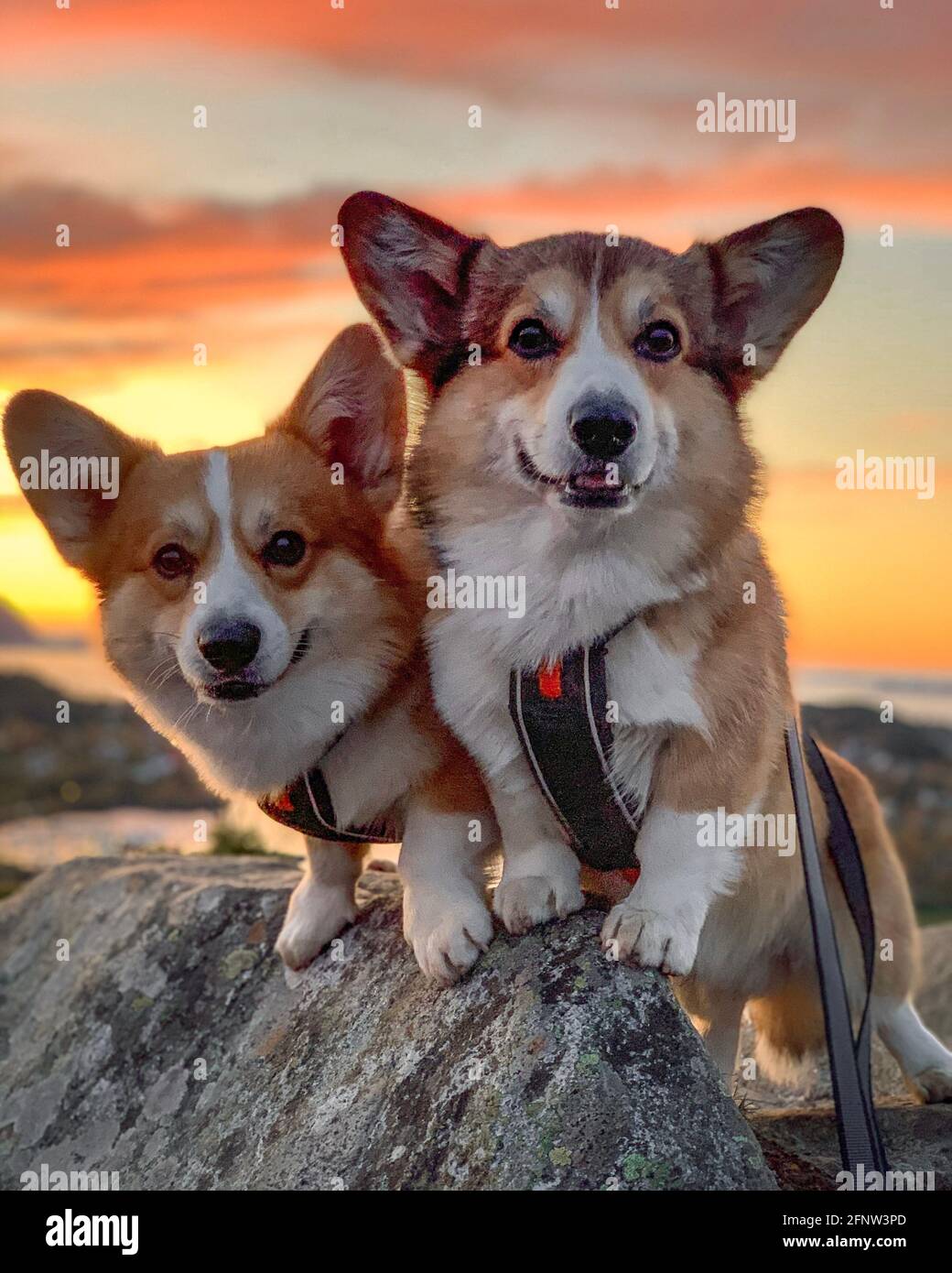 These two good boys shine in the sunset. NORWAY: MEET THE adorable ...