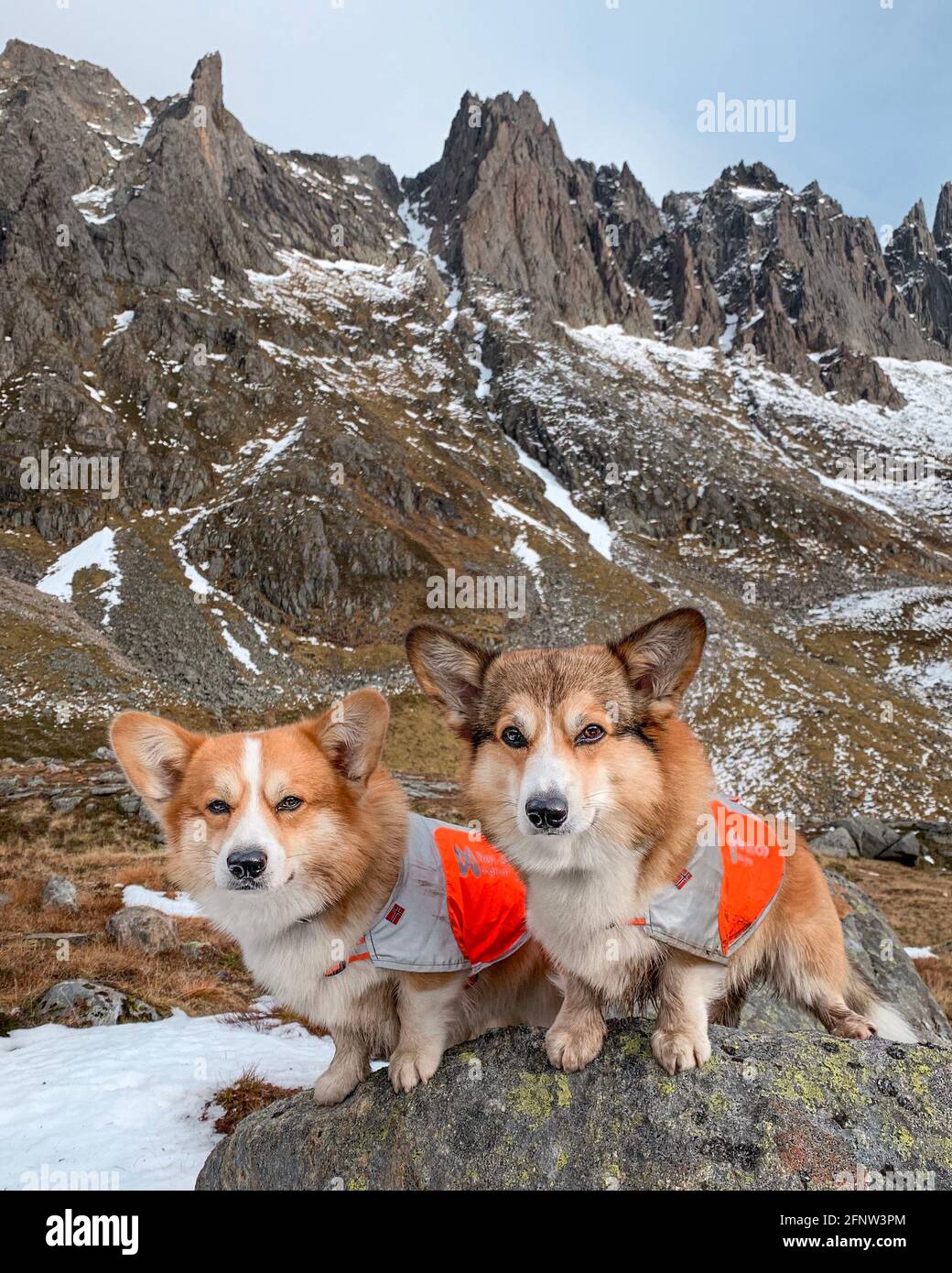 Louis (right) shared a bloodline with The Queen's corgis. NORWAY: MEET ...