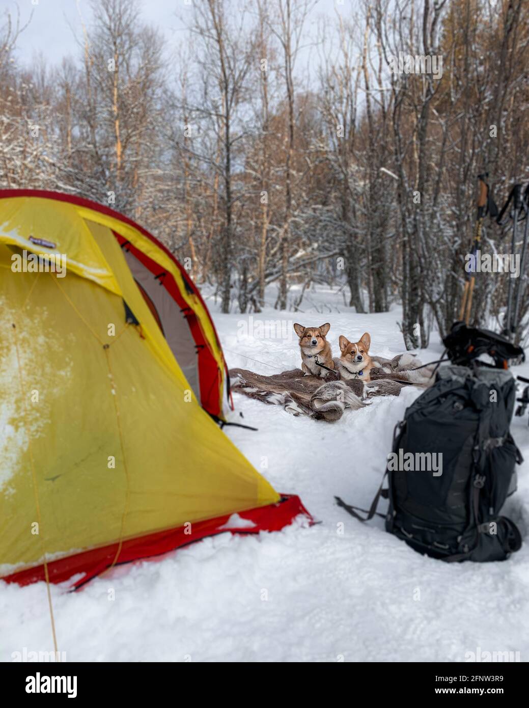 Louie is a Norwegian show champion, and was ranked the 3rd Best Corgi ...