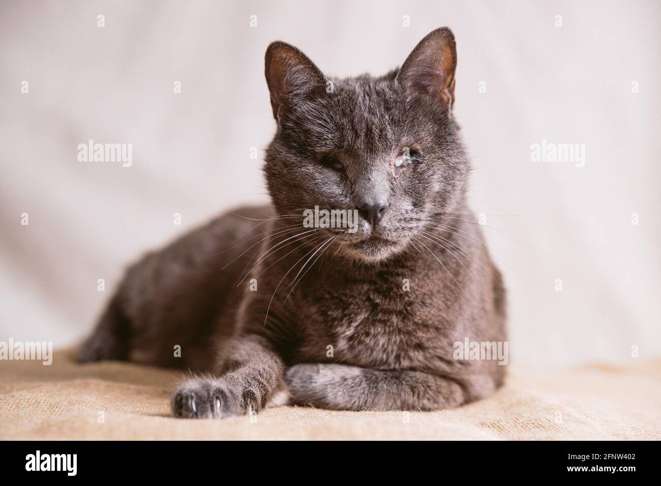 closeup of blind carthusian cat, cute blind stray kitten disabled cat ...
