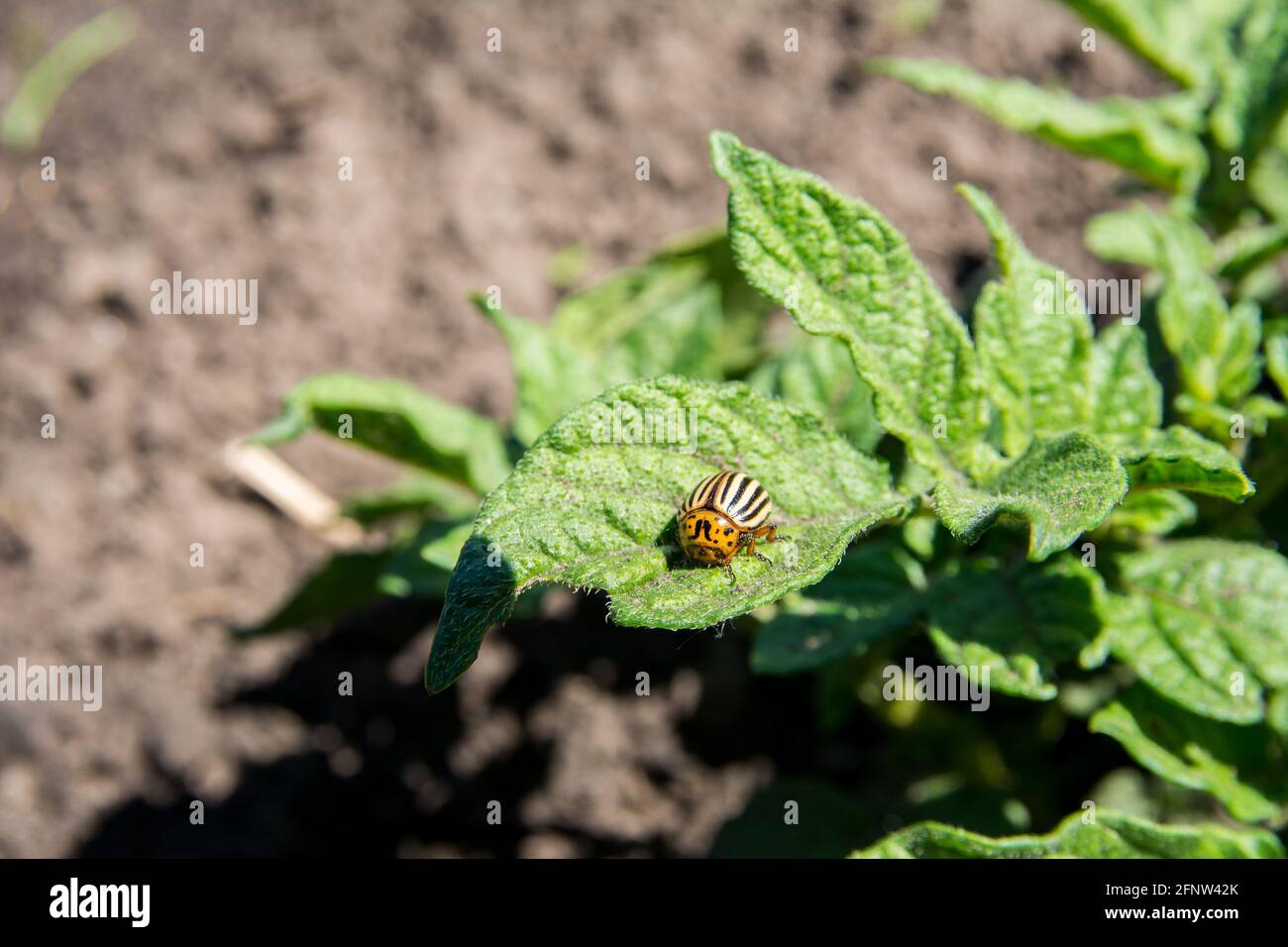 Potato bugs eating green leaves of potato bush. Insects pests eats ...