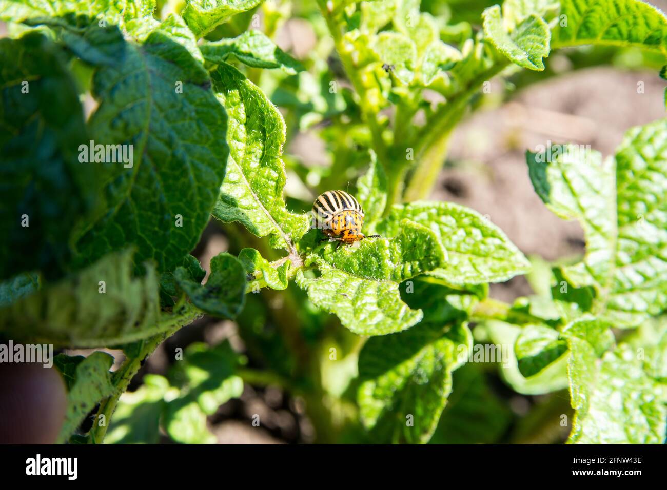 Potato bugs on green leaves of potato bush. Insects pests eats potato ...