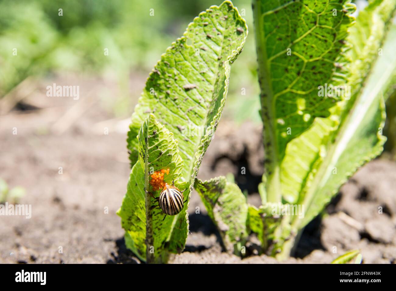 Potato bug hi-res stock photography and images - Alamy