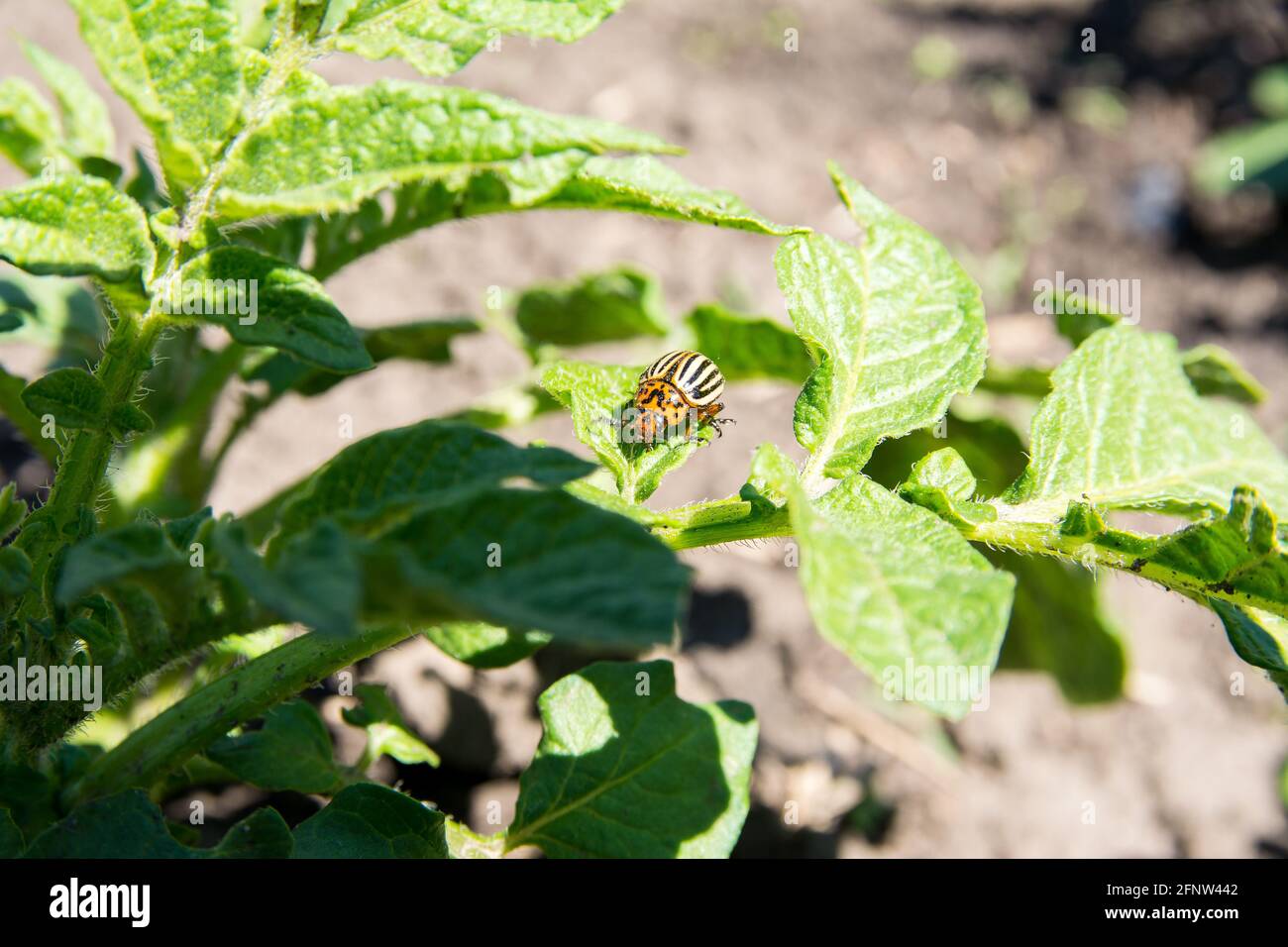 Potato bugs on green leaves of potato bush. Insects pests eats potato ...