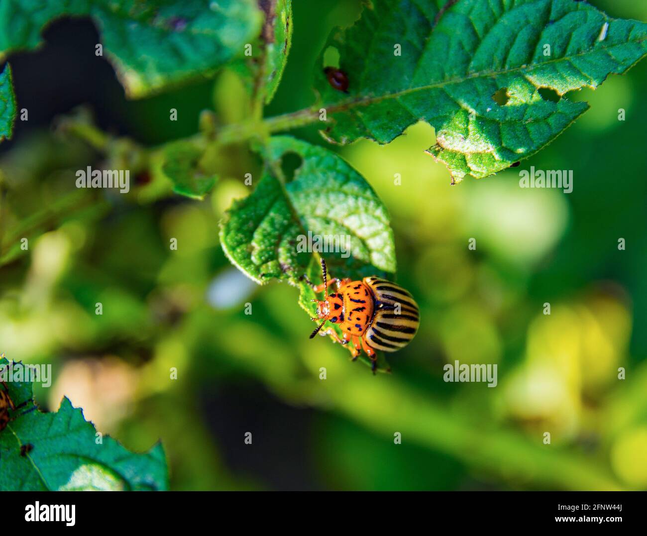 Plant eats insects hi-res stock photography and images - Alamy