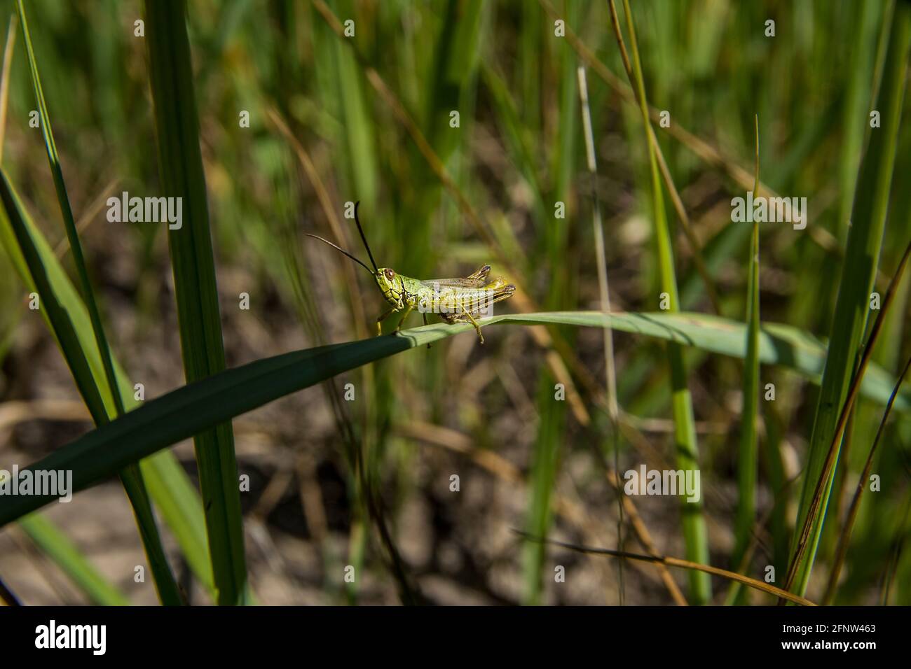 A grasshopper sitting in the grass close up. A green grasshopper. Macro ...