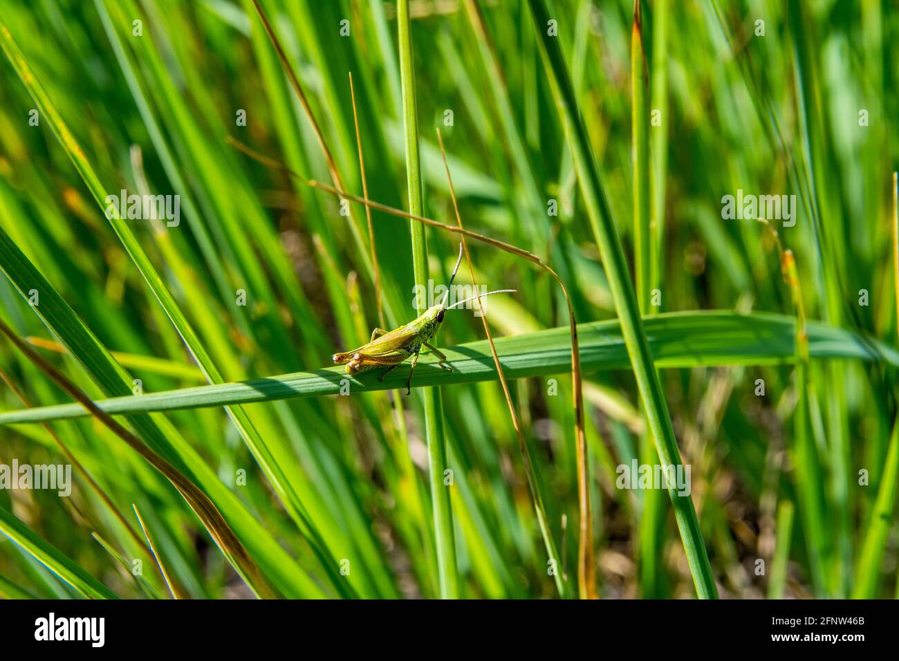 A grasshopper sitting in the grass close up. A green grasshopper. Macro ...