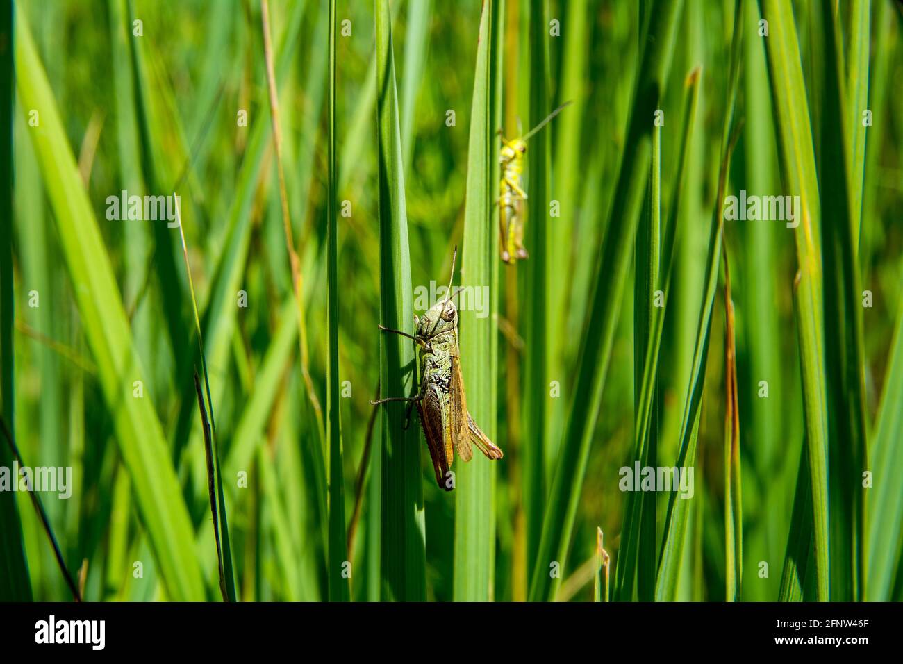 A grasshopper sitting in the grass close up. A green grasshopper. Macro ...