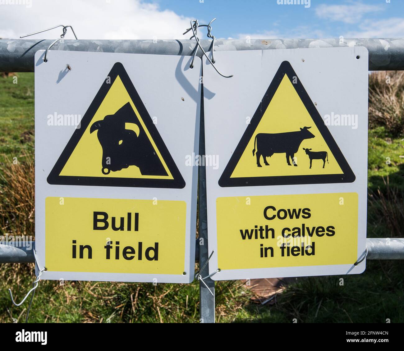 Bull in field signage Stock Photo - Alamy