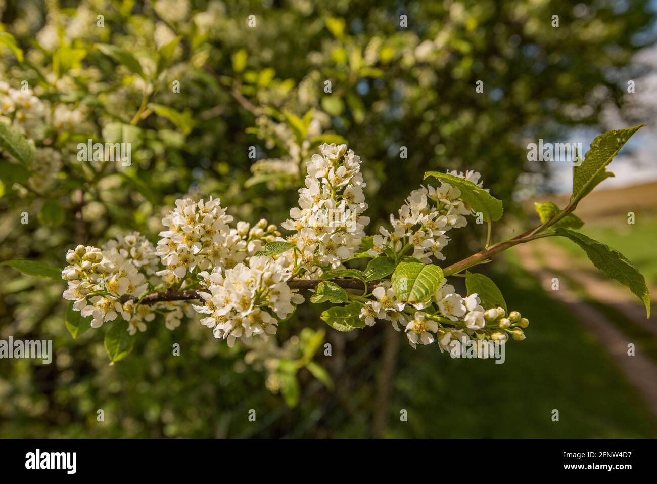Fruit tree blossom Stock Photo - Alamy
