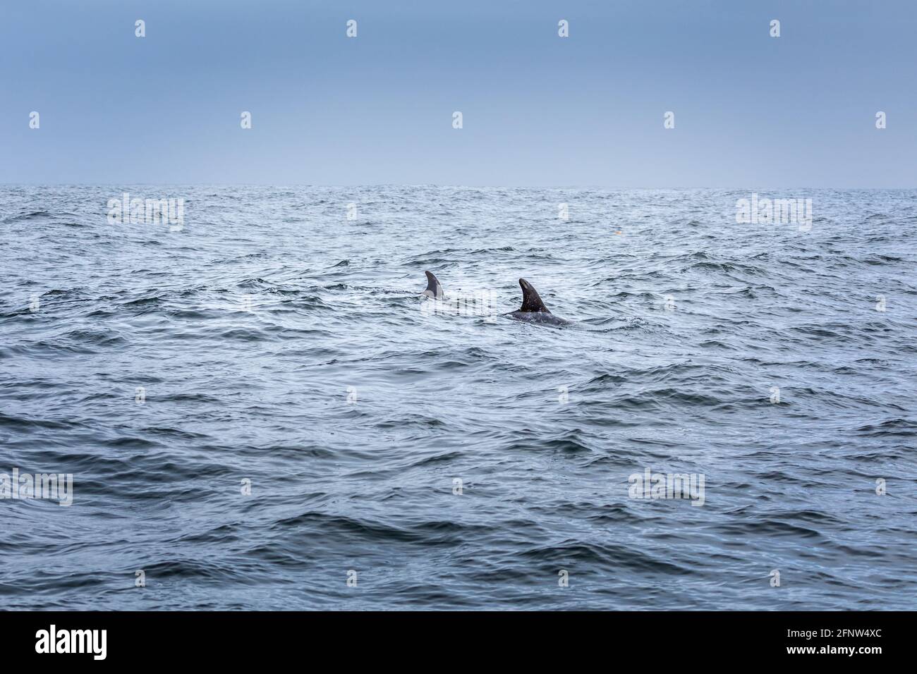 Two dorsal fins hi-res stock photography and images - Alamy