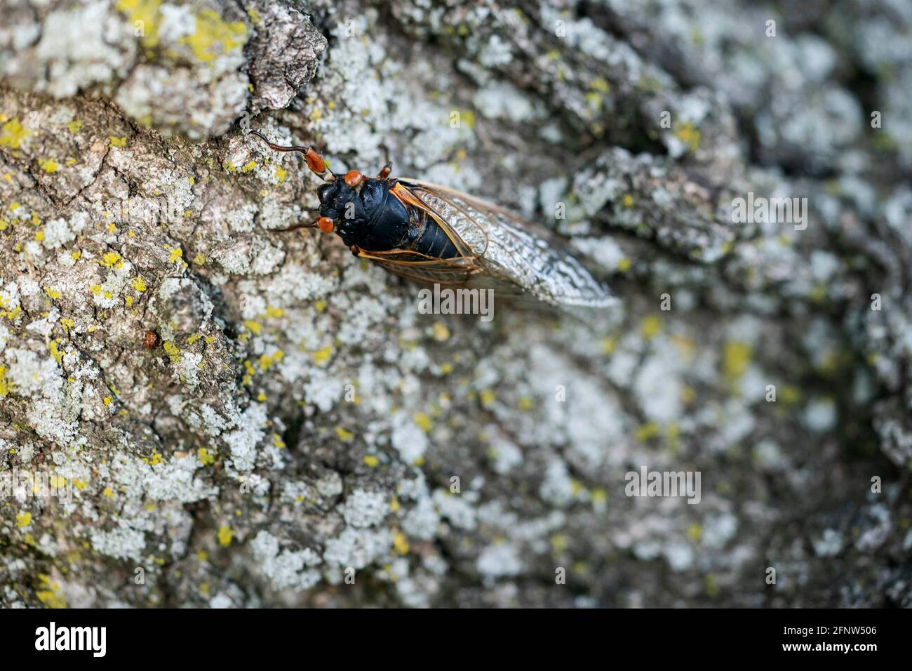 Arlington. 18th May, 2021. Photo taken on May 18, 2021 shows a cicada ...