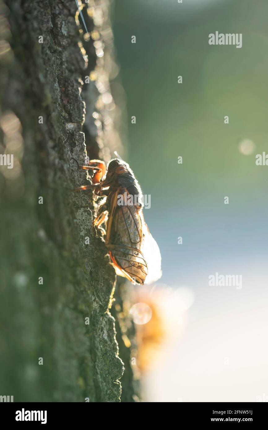 Midwest cicada hi-res stock photography and images - Alamy