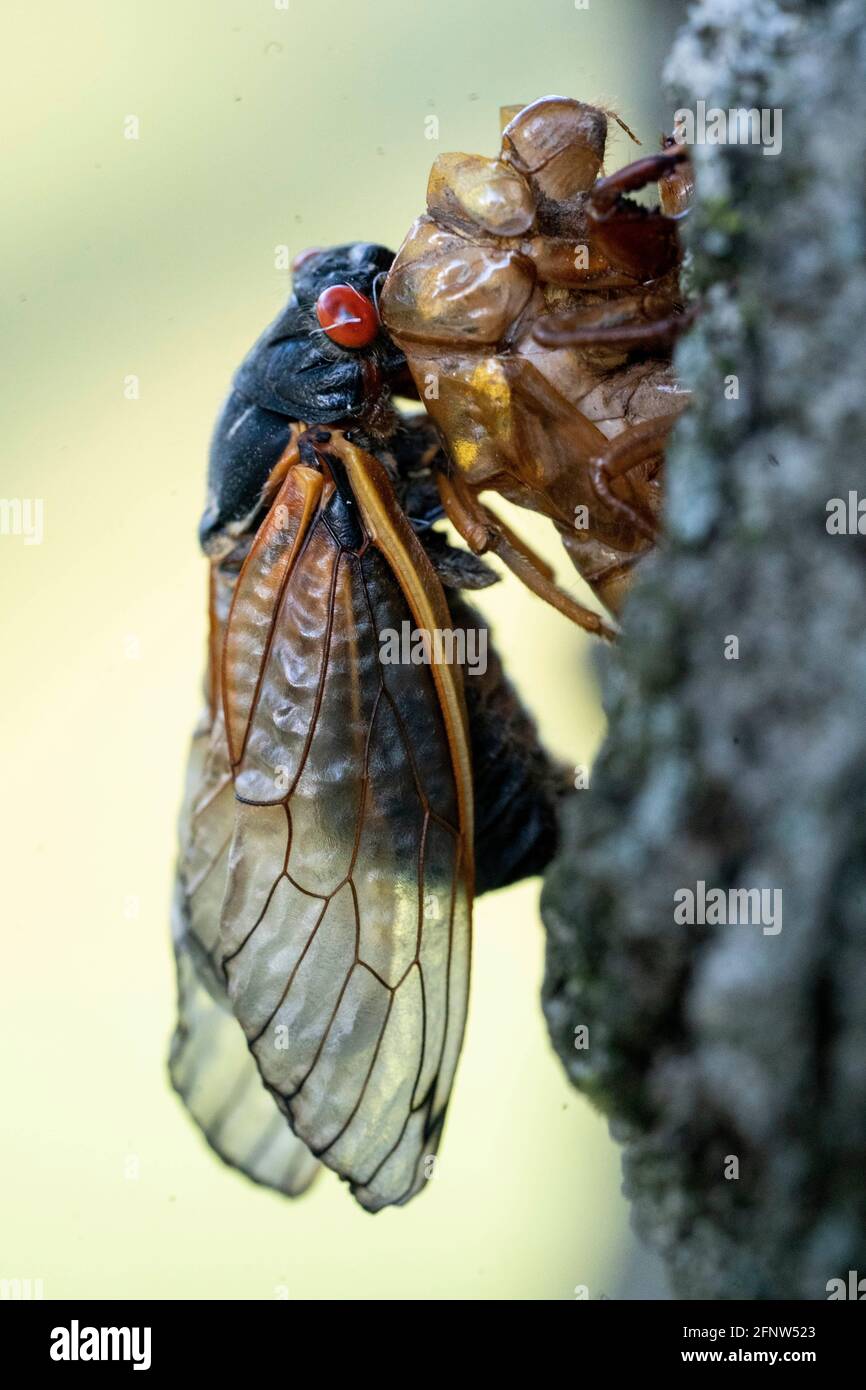 Arlington. 18th May, 2021. Photo taken on May 18, 2021 shows a cicada ...