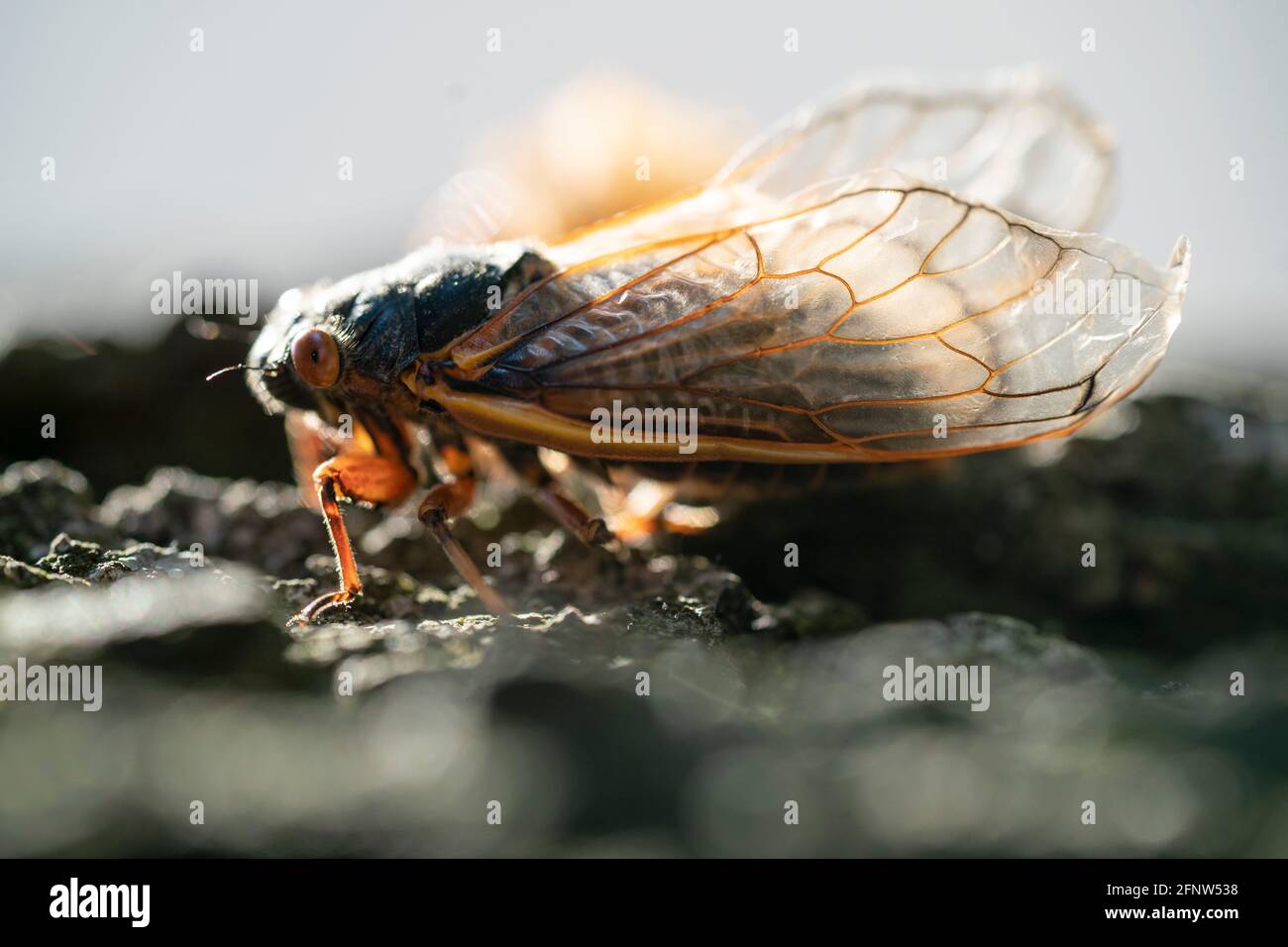 Arlington. 18th May, 2021. Photo taken on May 18, 2021 shows a cicada ...