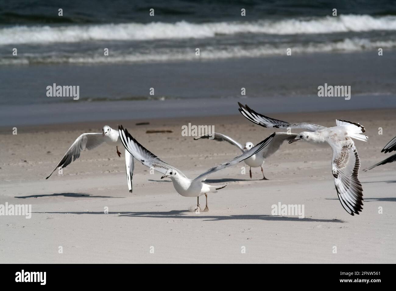 Waves and gulls detail hi-res stock photography and images - Alamy