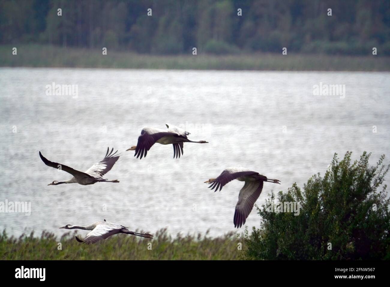 Group of storks flying on a meadow near a lake Stock Photo - Alamy
