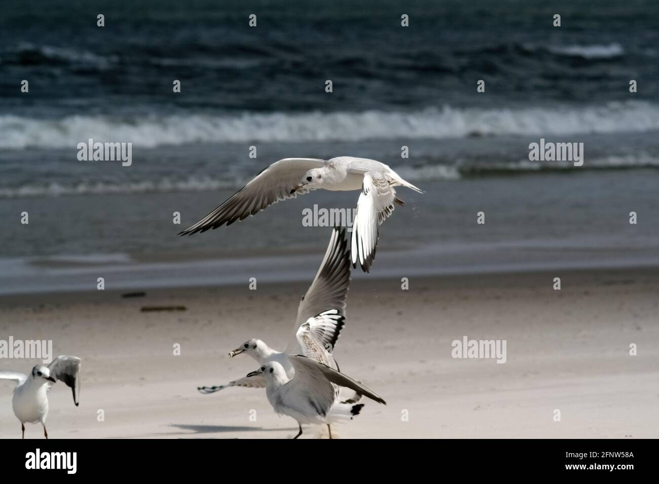 Waves and gulls detail hi-res stock photography and images - Alamy