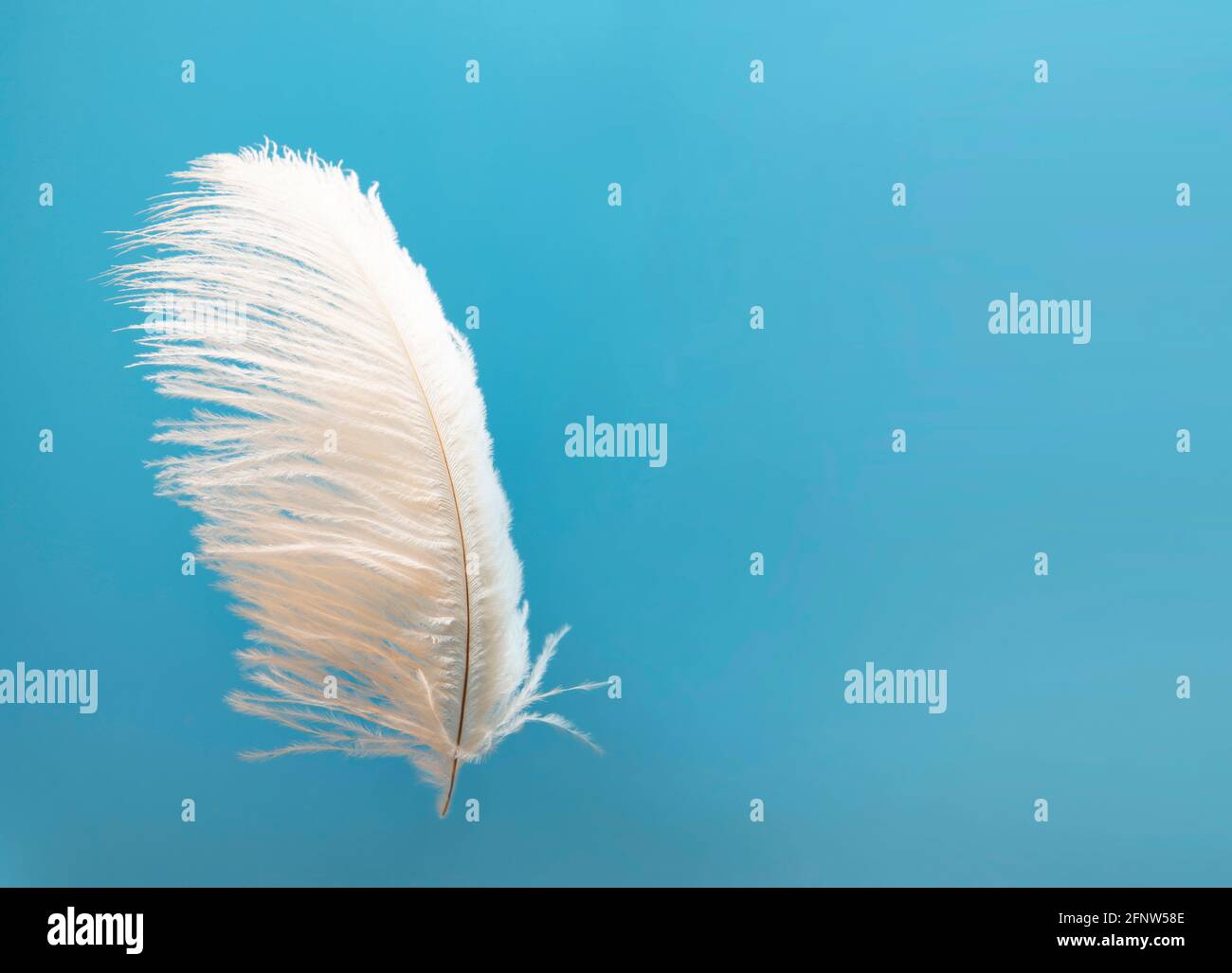 White flying feather on a blue background with copy space. Close-up ...