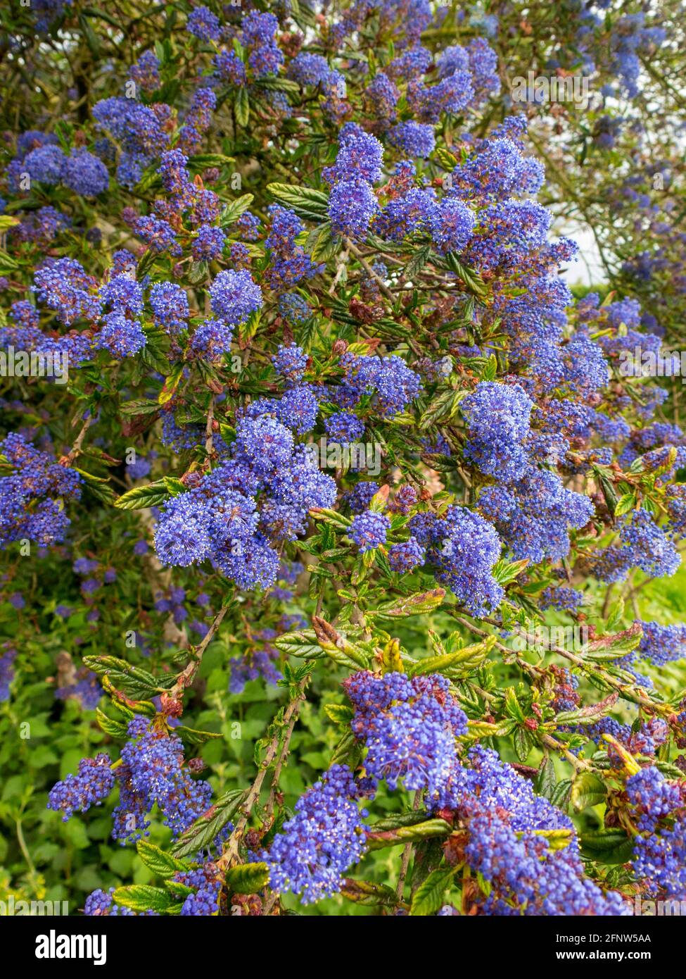Ceanothus concha flower hi-res stock photography and images - Alamy