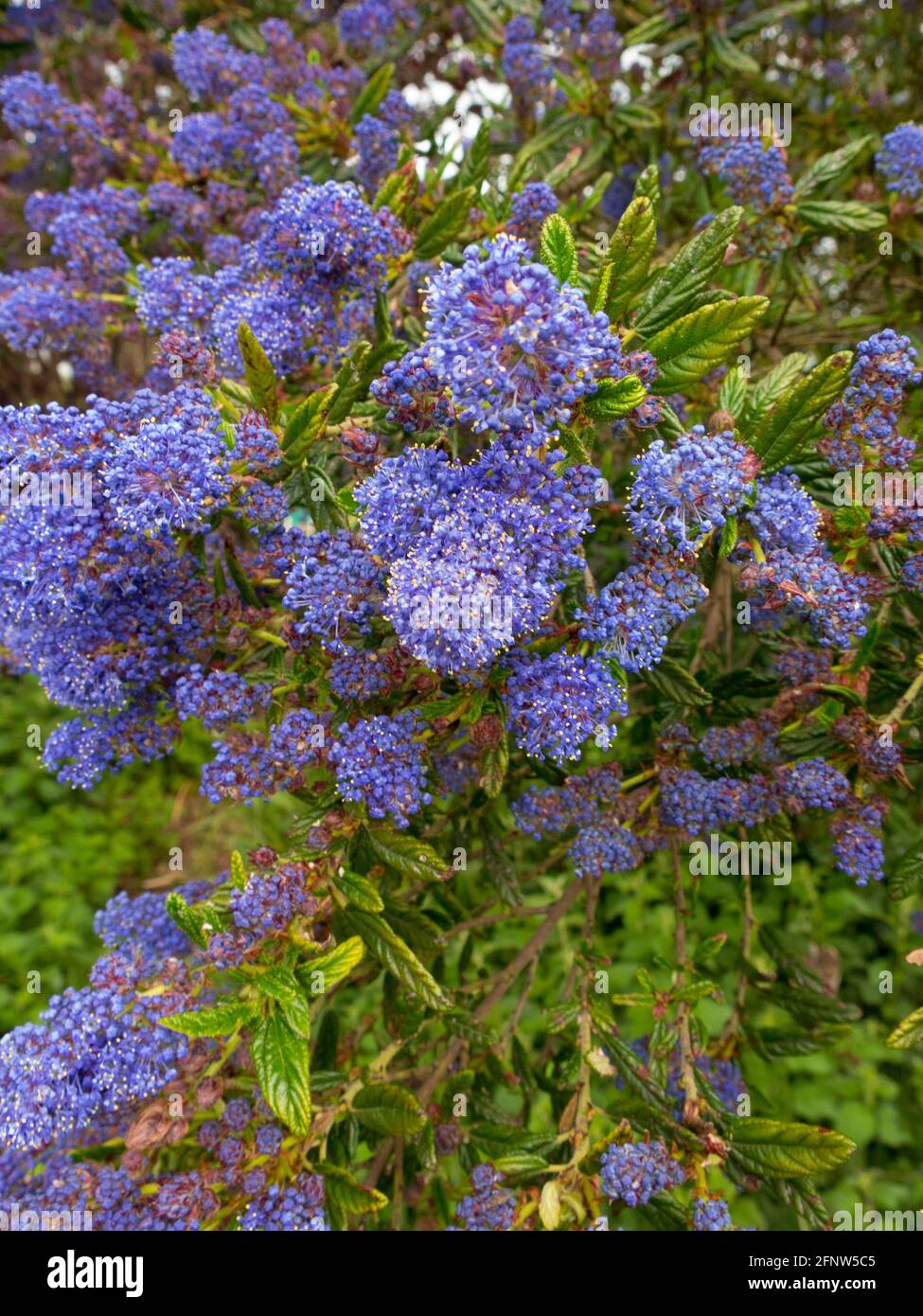 Ceanothus concha flower hi-res stock photography and images - Alamy