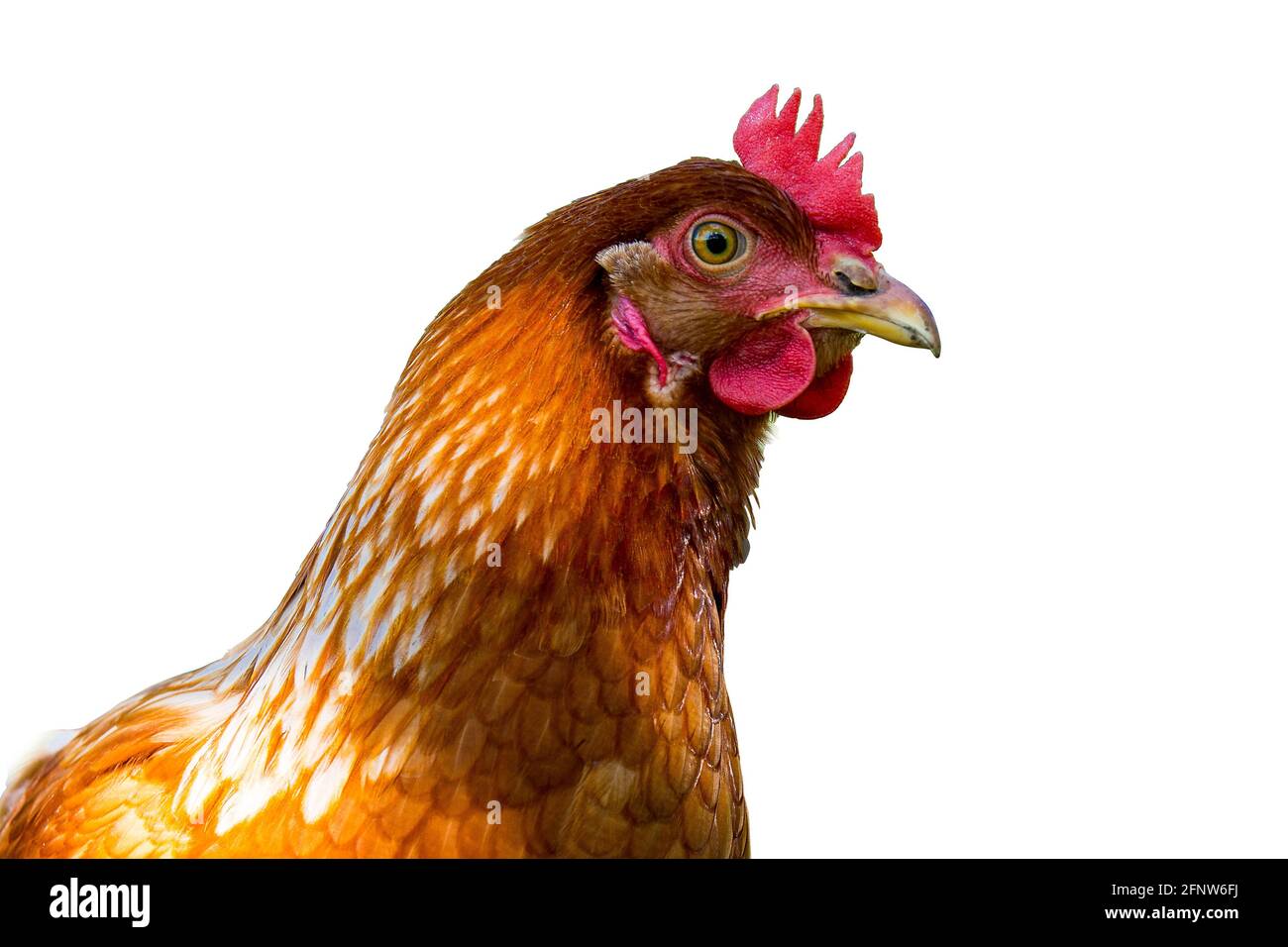 brown hen portrait on white background isolated Stock Photo - Alamy