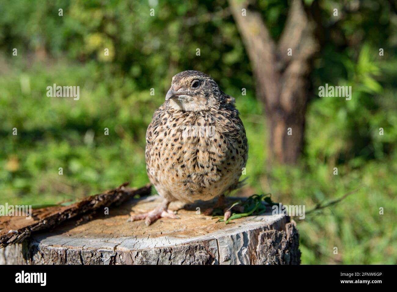Quail living in free-range summertime pfoto Stock Photo - Alamy