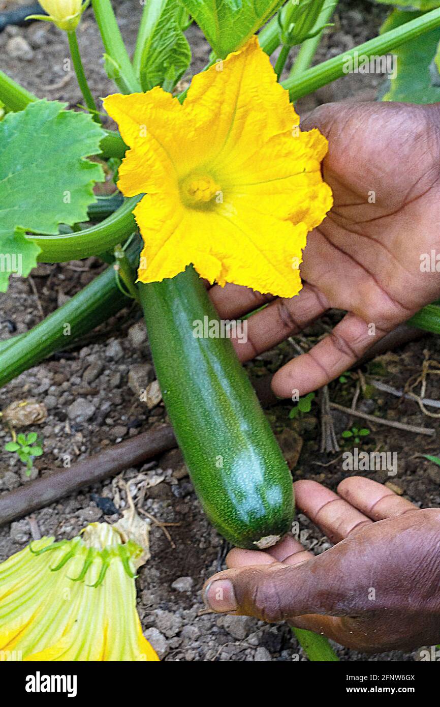 Farmer black white spring hi-res stock photography and images - Alamy