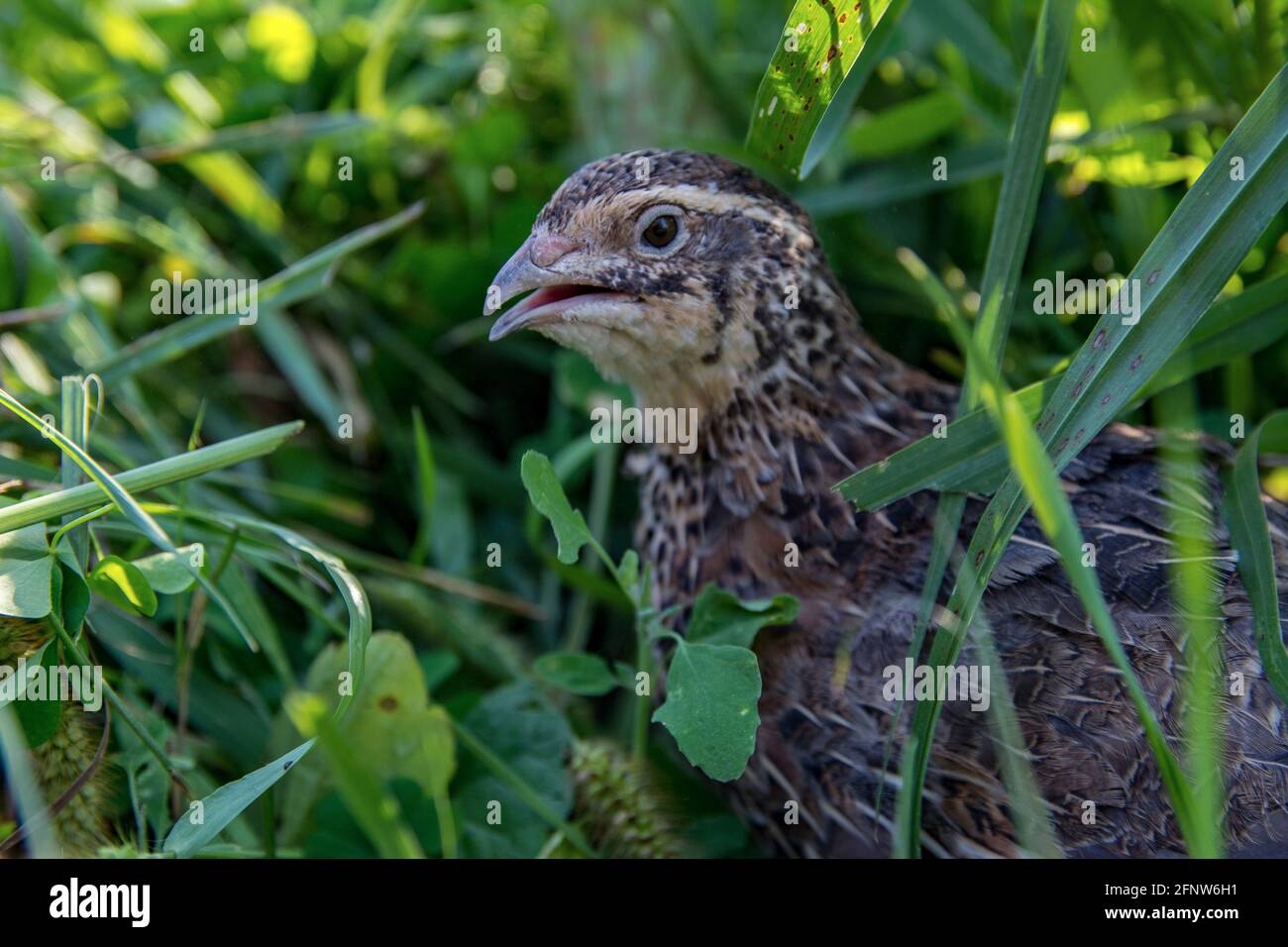 Quail living in free-range summertime pfoto Stock Photo - Alamy