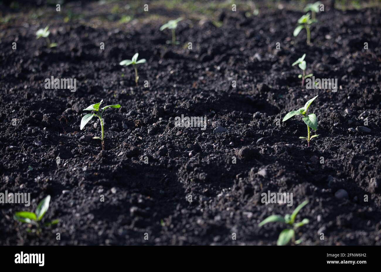 Young homegrown sunflower plants seedlings (Helianthus Annuus) freshly ...
