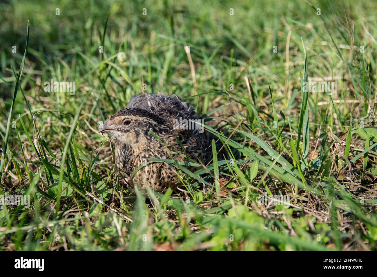 Quail living in free-range summertime pfoto Stock Photo - Alamy
