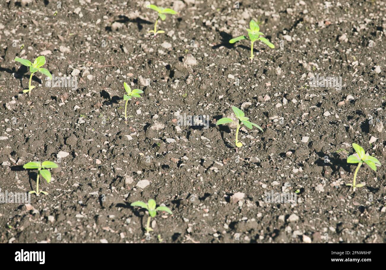 Young homegrown sunflower plants seedlings (Helianthus Annuus) freshly ...
