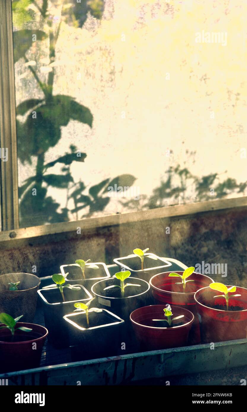 Atmospheric image through window of greenhouse of sunflower seedlings ...