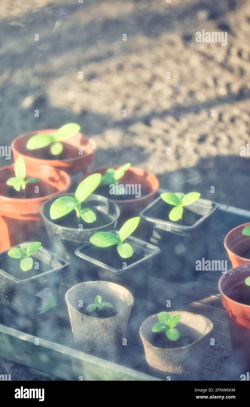 Atmospheric image through window of greenhouse of sunflower seedlings ...