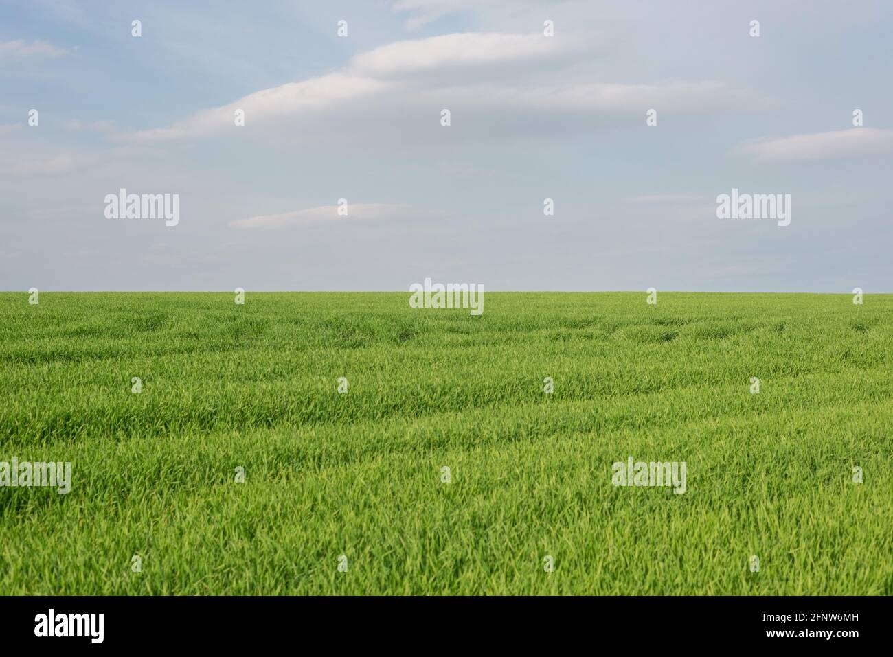 Minimalistic view fresh grass hi-res stock photography and images - Alamy