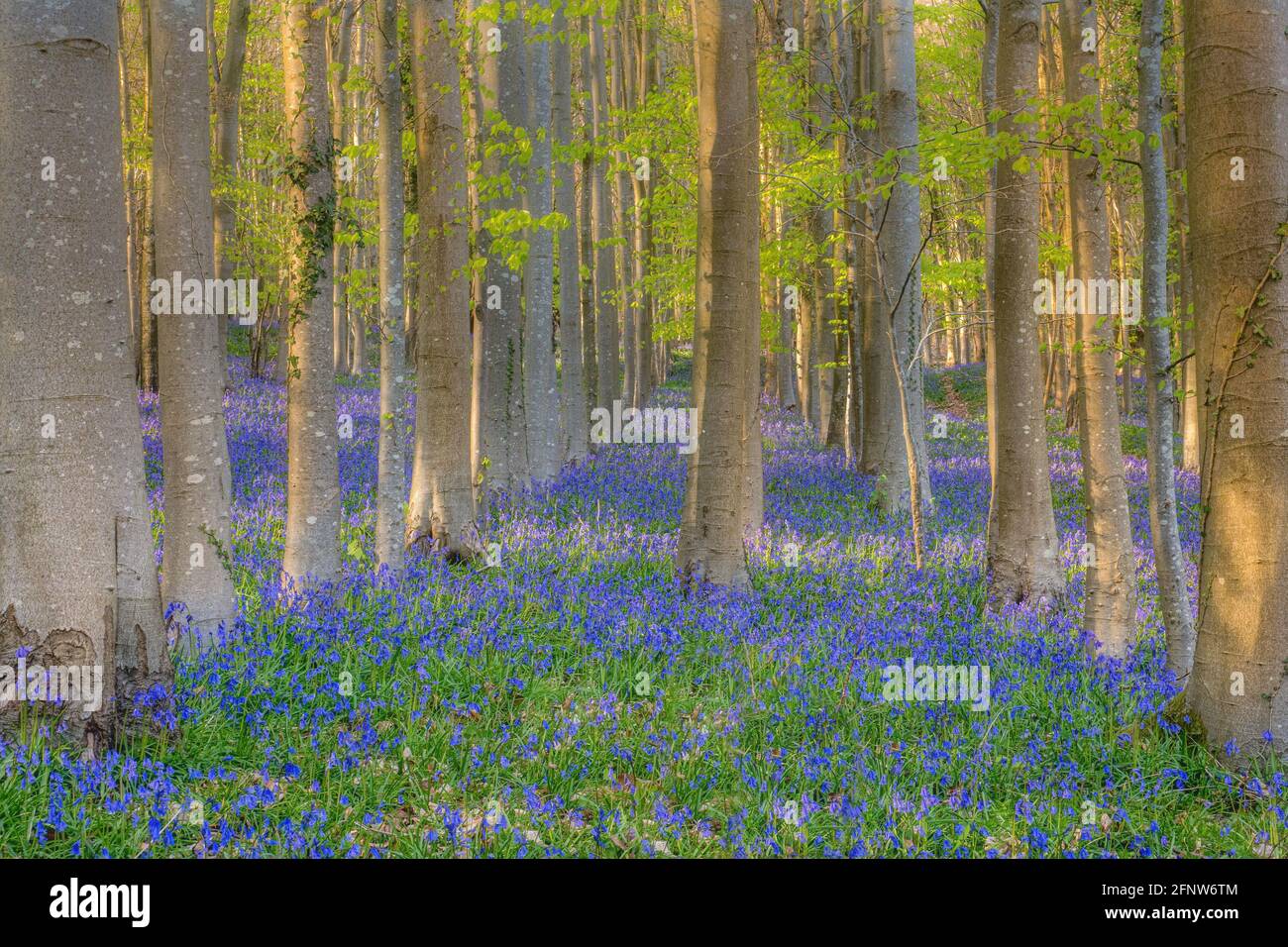 Springtime in the bluebell wood of Nore Wood, an ancient woodland on ...