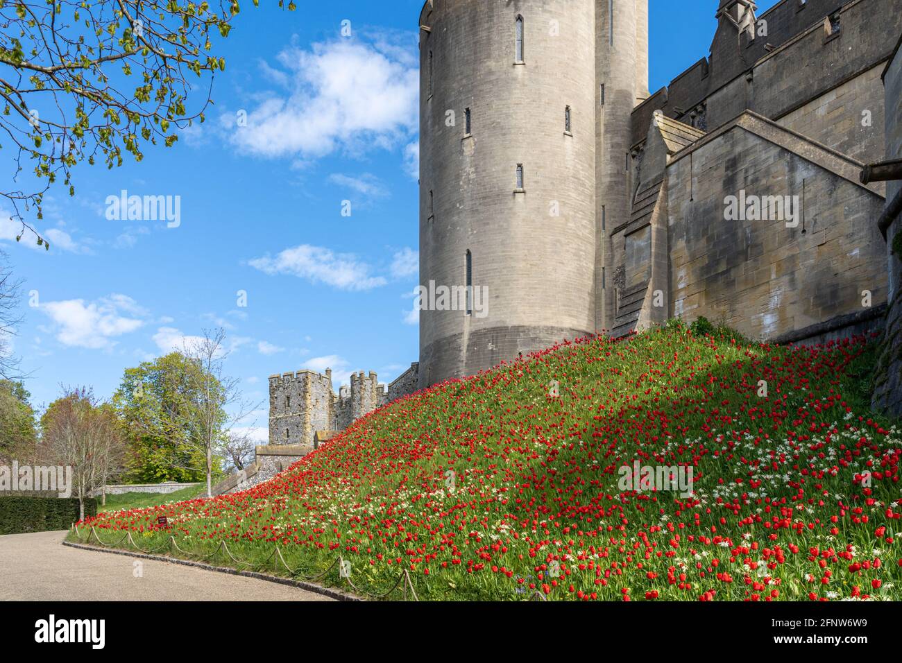 Once a year around May, Arundel Castle in West Sussex, hosts the Tulip ...