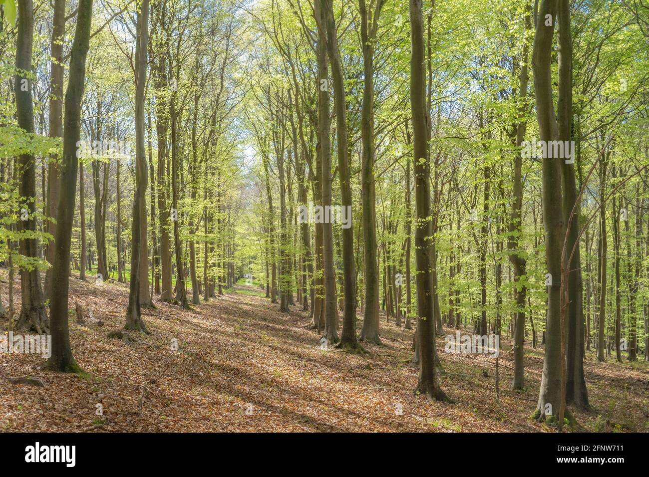 Rows of beech trees in the ancient woodland of Nore Wood on the Slindon ...