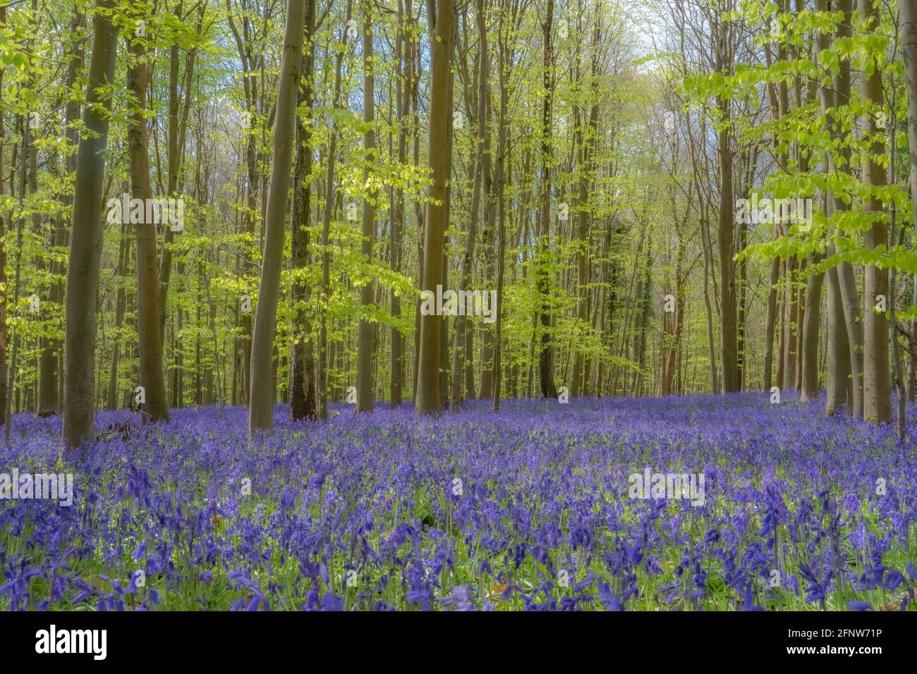 Springtime in the bluebell wood of Nore Wood, an ancient woodland on ...