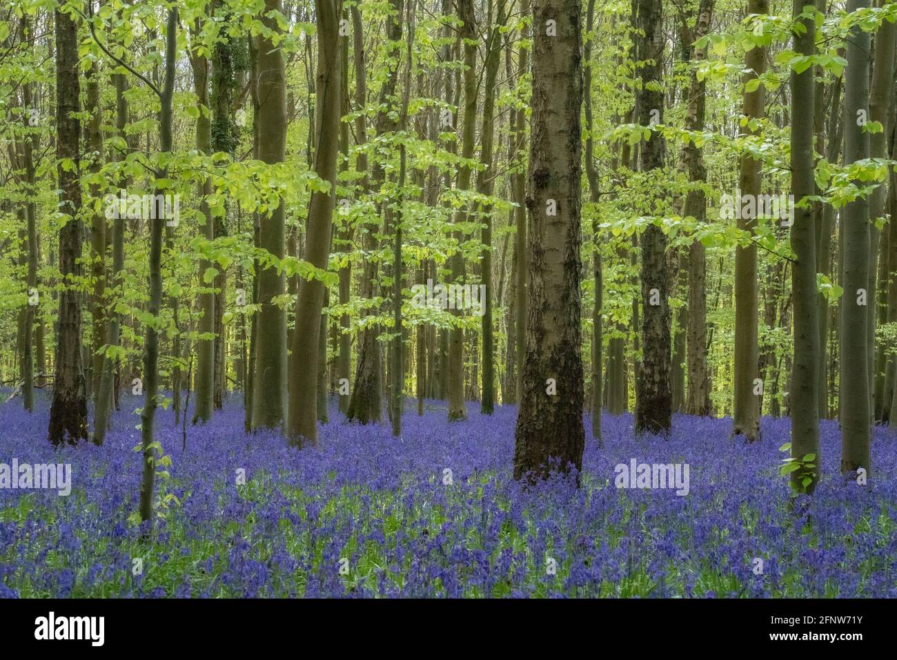 Springtime in the bluebell wood of Nore Wood, an ancient woodland on ...