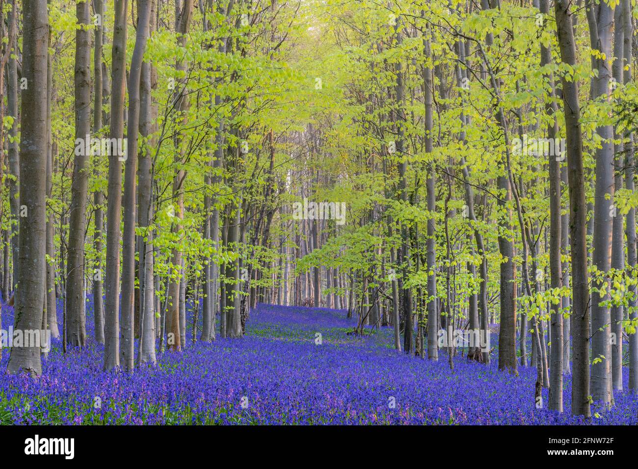 Springtime in the bluebell wood of Nore Wood, an ancient woodland on ...