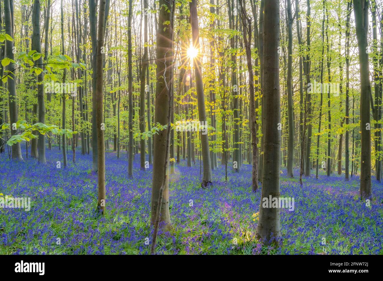 Sunrise at springtime in the bluebell wood of Nore Wood, an ancient ...