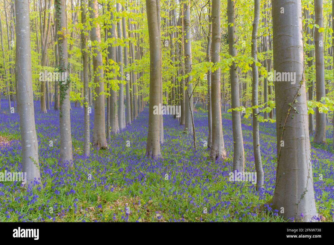 Springtime in the bluebell wood of Nore Wood, an ancient woodland on ...