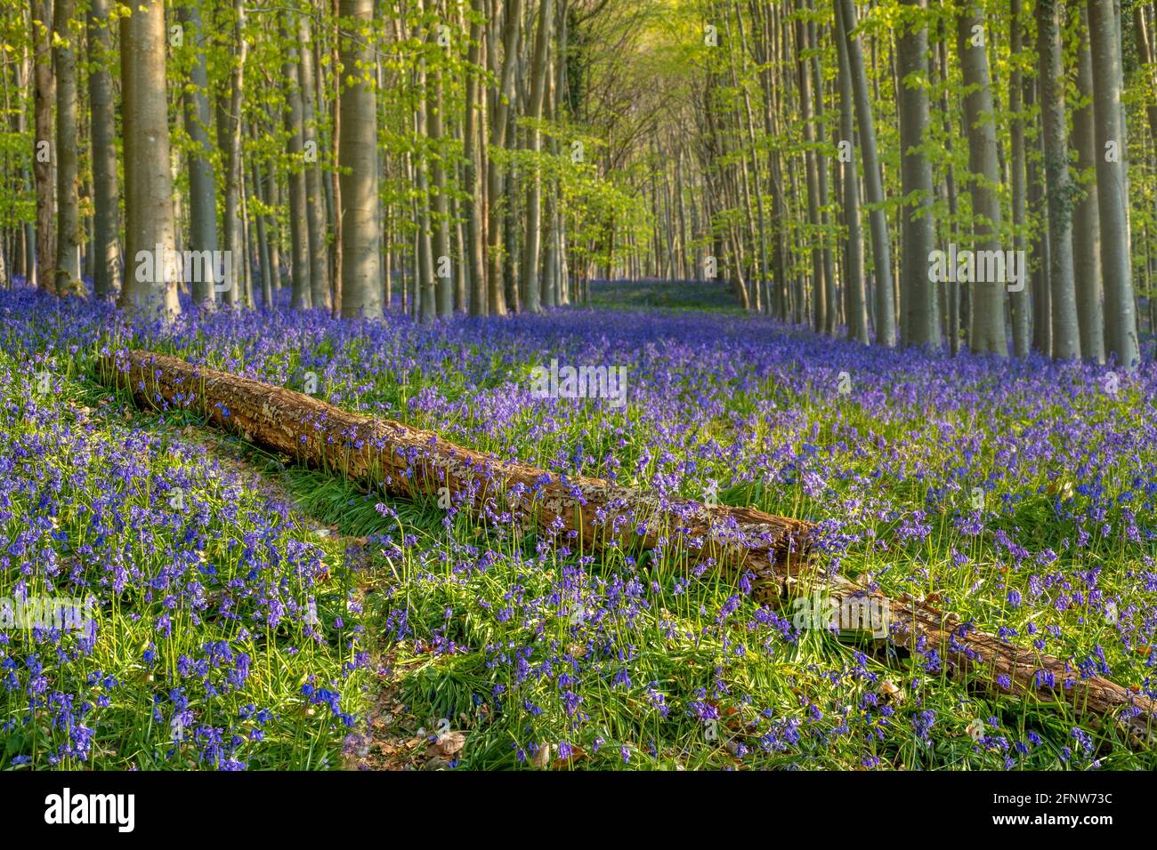 Springtime in the bluebell wood of Nore Wood, an ancient woodland on ...