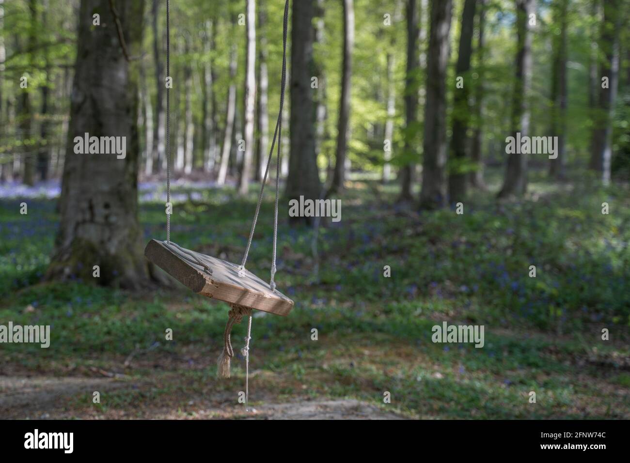 Broken wooden swing in a bluebell wood Stock Photo - Alamy