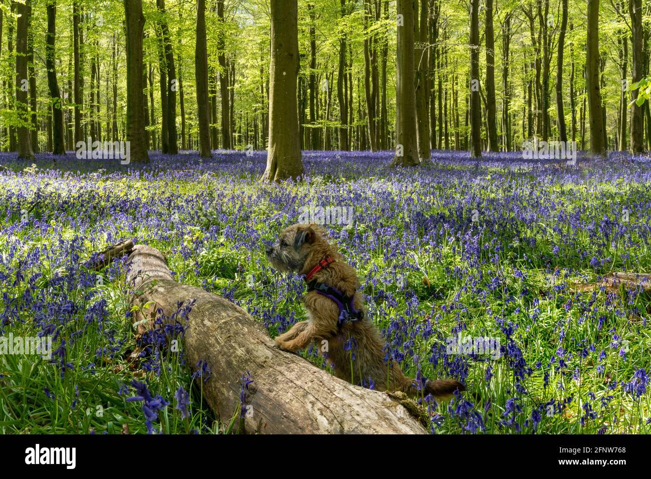 An inquisitive Border Terrier dog looking out over a log at the Spring ...